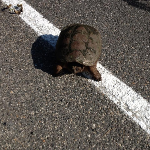 Turtle Crossing | Project Noah