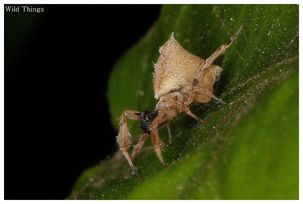 Hackled Orb Weaver | Project Noah