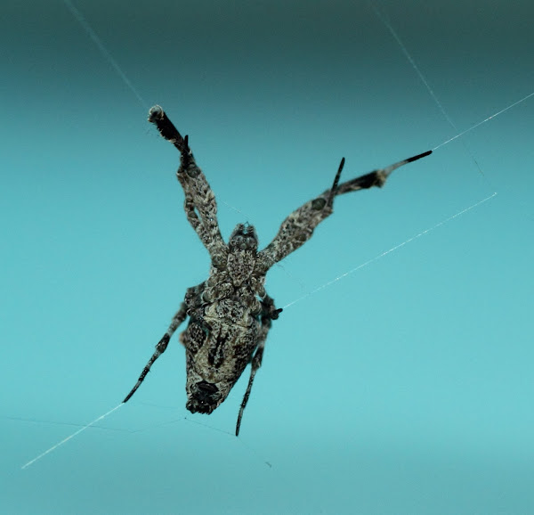 Feather legged spider | Project Noah