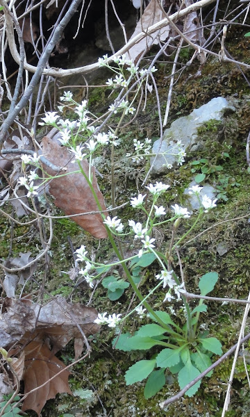 Early Saxifrage | Project Noah