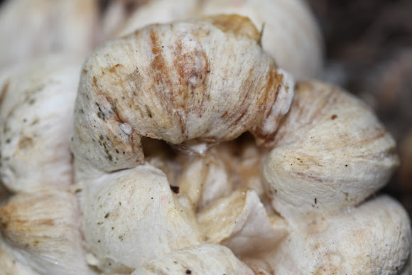 Aborted Entoloma | Project Noah