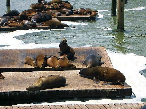 California sea lion | Project Noah