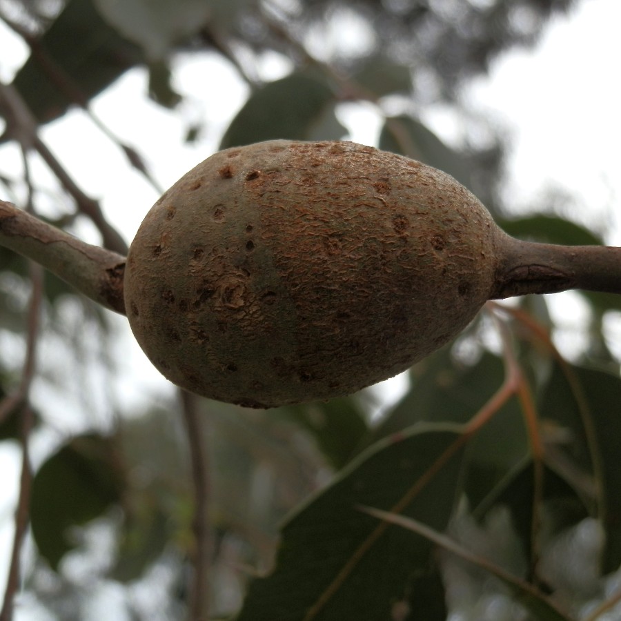 Eucalyptus stem gall - Wasp gall | Project Noah