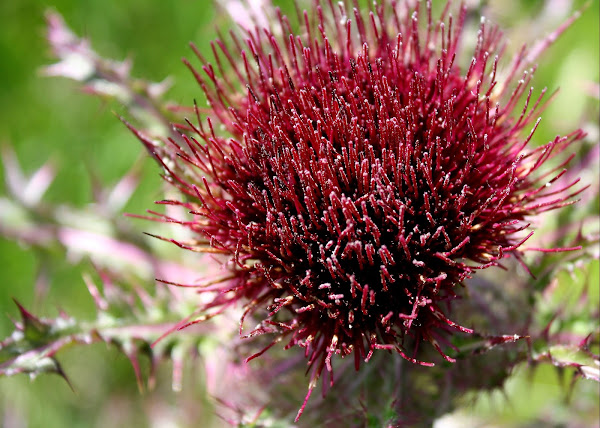 Yellow Thistle | Project Noah