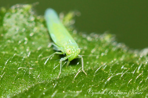 Leafhopper | Project Noah