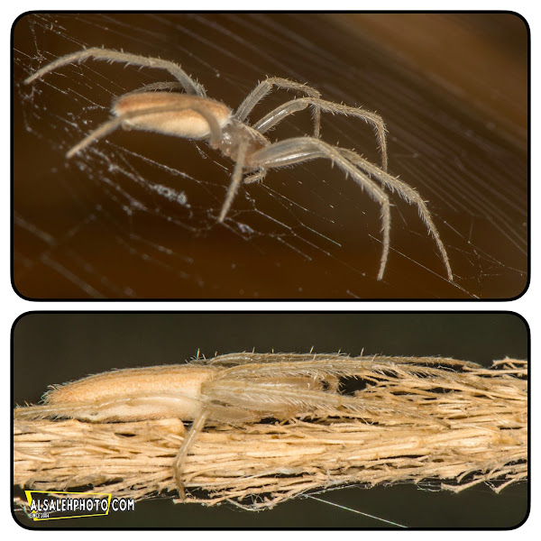 spider | Project Noah
