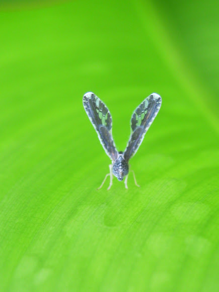 Derbid Planthopper | Project Noah