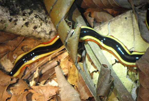 Land Planarian | Project Noah