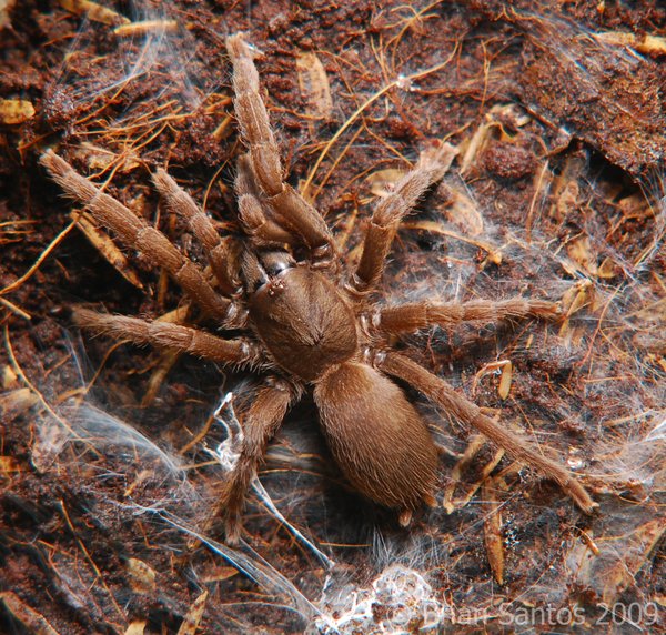 Philippine dwarf tarantula | Project Noah