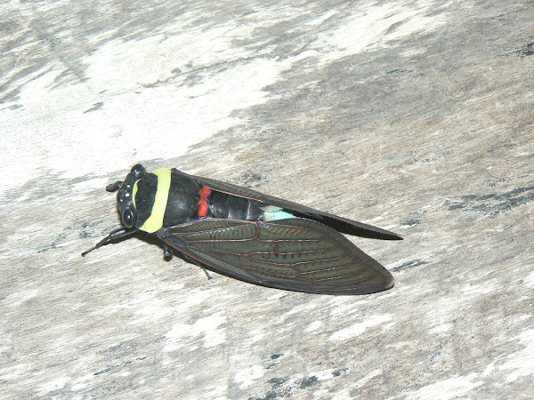 Emperor cicada | Project Noah