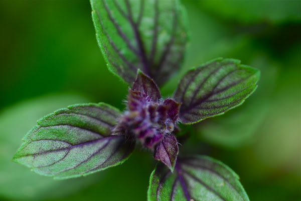 red basil | Project Noah