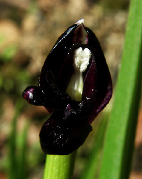 Roscoea alpina | Project Noah