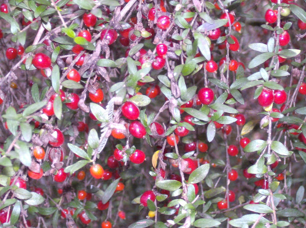 Prickly Currant-bush | Project Noah