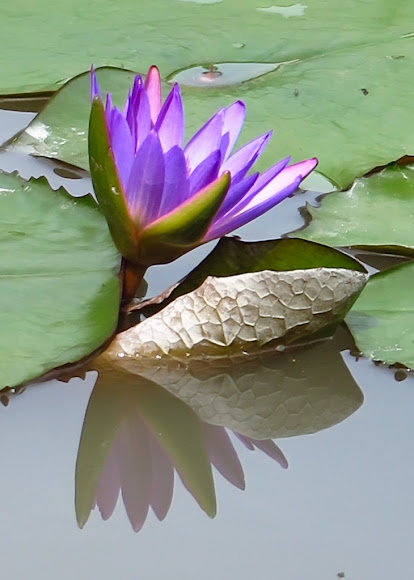Blue Water Lily | Project Noah