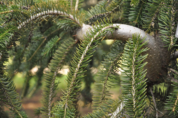 Weeping Silver Fir | Project Noah