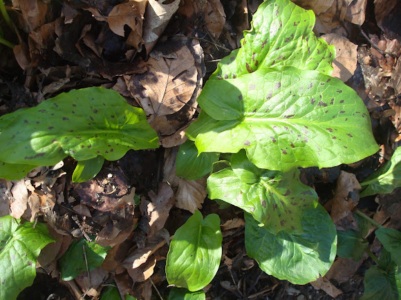 Wild Arum / Kozlac | Project Noah