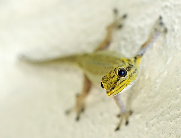 Yellow-headed Dwarf Gecko | Project Noah