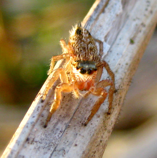 Dry Grass Jumper | Project Noah
