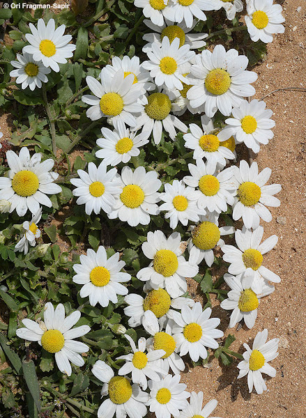 Coastal false chamomile | Project Noah