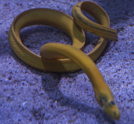 Yellow-bellied Sea Snake | Project Noah