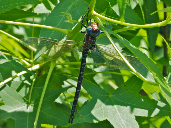 Swamp Darner dragonfly (male) | Project Noah