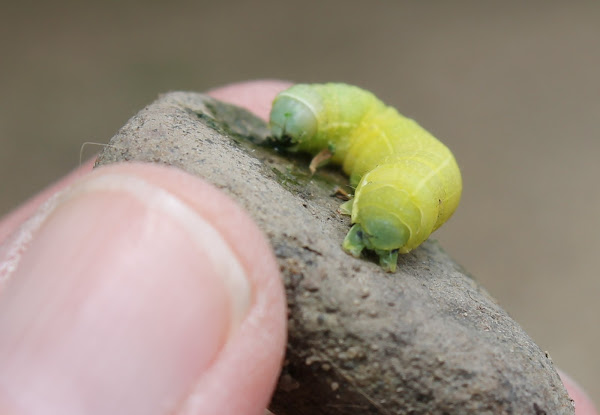 Speckled Green Fruitworm Moth | Project Noah