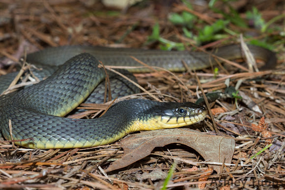 Yellow-bellied Water Snake | Project Noah