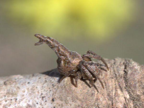 Twig spider | Project Noah