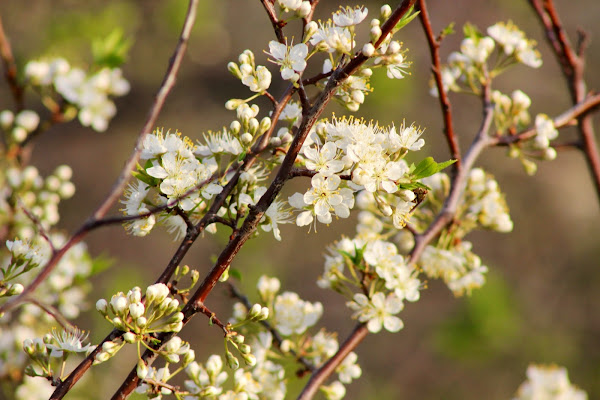 American Plum (wild) | Project Noah