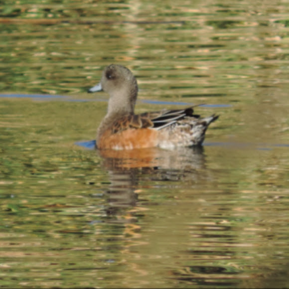 American Wigeon female | Project Noah