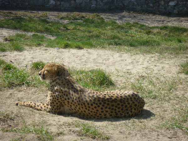 Cheetah | Project Noah