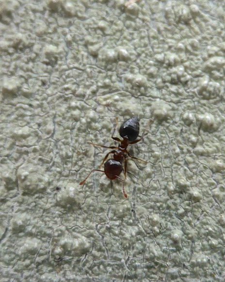 Acrobat Ants | Project Noah