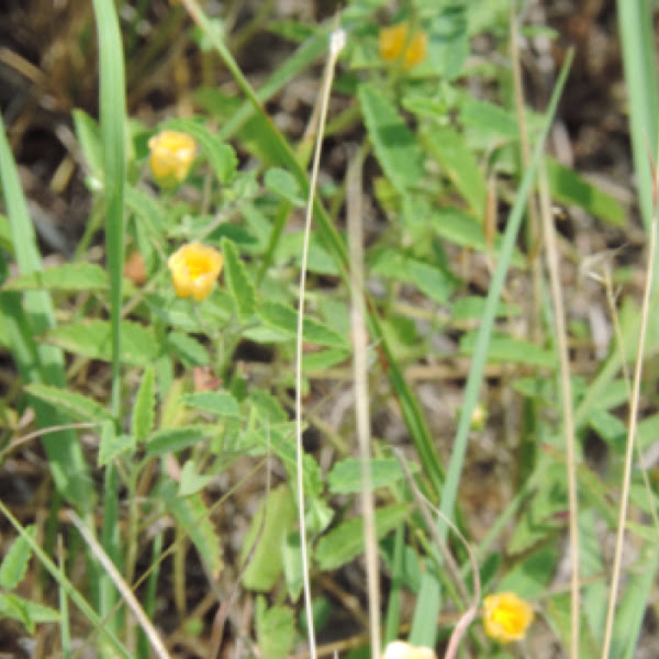 Spreading Fanpetals | Project Noah