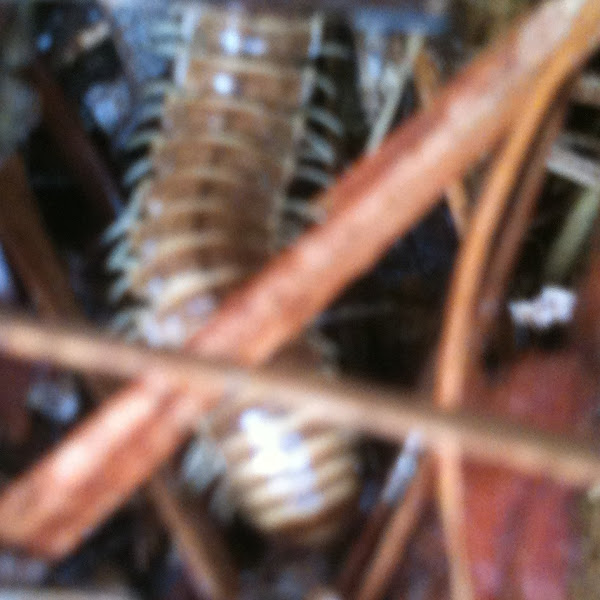 Centipede | Project Noah