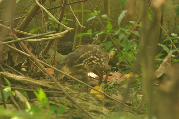 Sri Lankan spotted chevrotain | Project Noah