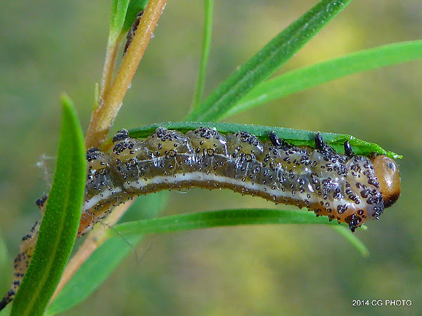 Spitfires Sawflies Grubs | Project Noah