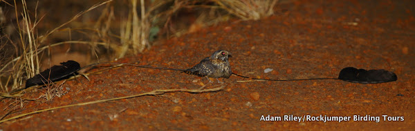 Standard-winged Nightjar | Project Noah