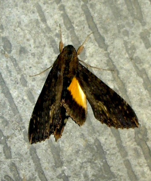 Alope Sphinx | Project Noah