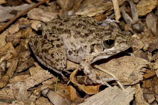 Bumpy Rocket Frog | Project Noah