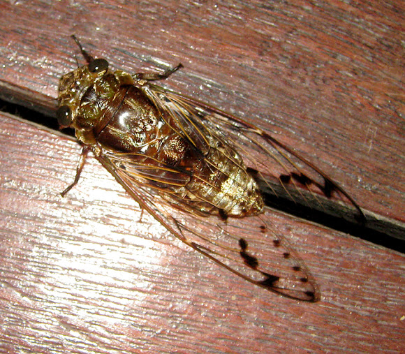 Golden Cicada | Project Noah