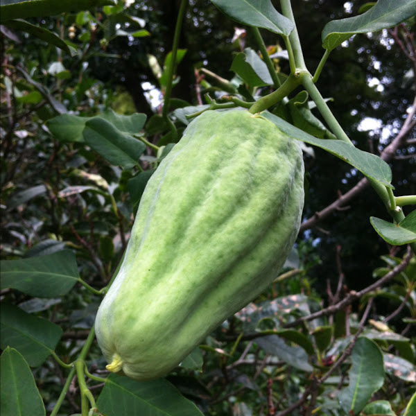 Common Moth Vine | Project Noah