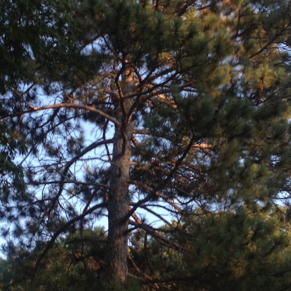 White pine | Project Noah