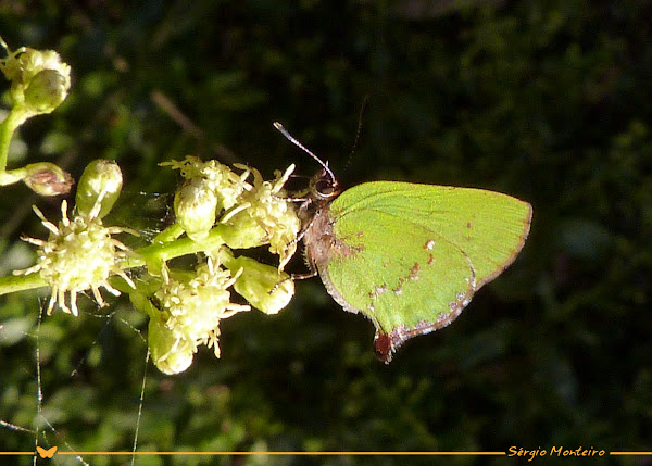 Greenstreak | Project Noah