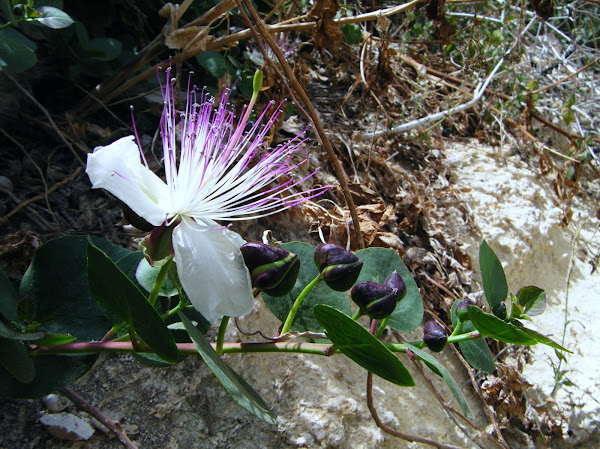 Spineless Caper | Project Noah