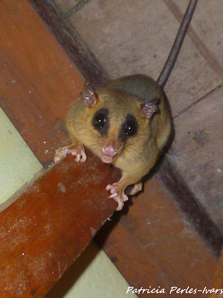 Mexican mouse opossum | Project Noah