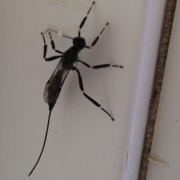 Braconid Wasp | Project Noah