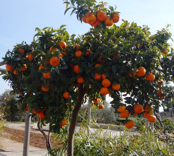 Mandarino, Mandarin orange | Project Noah