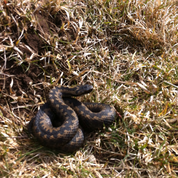 Common European Adder | Project Noah