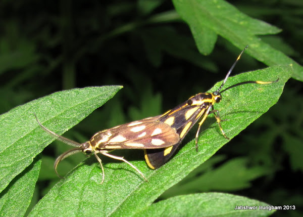 Zygaenidae, Procridinae | Project Noah