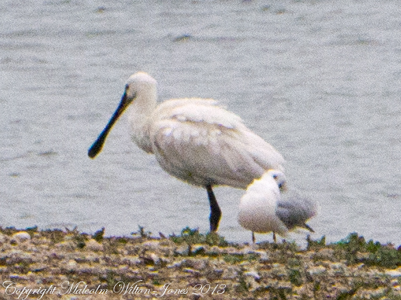 Spoonbill | Project Noah